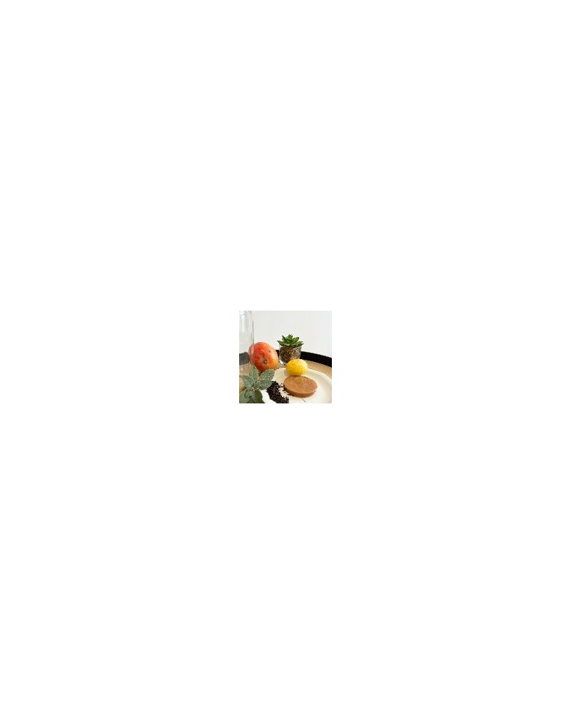 Mère de Kombucha : 100% Bio pour fermentation maison